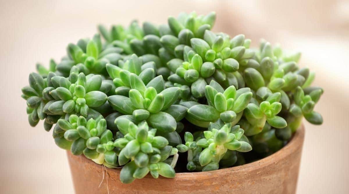 15 Houseplants That Multiply From Leaves - ZuneTalk Green