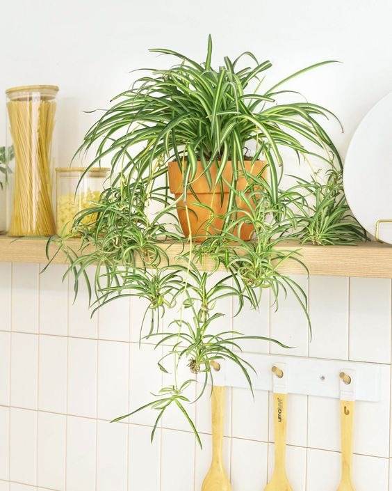 15 Fastest Growing Houseplants That Will Transform Your Home In A ...
