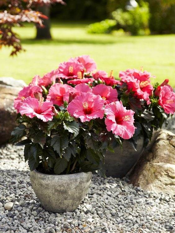 15 Fastest Growing Houseplants That Will Transform Your Home In A ...