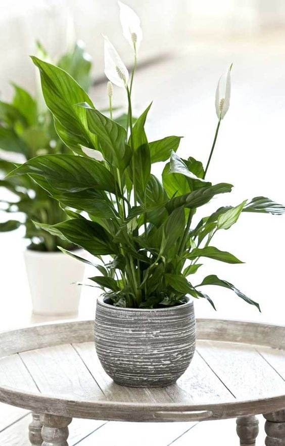 15 Fastest Growing Houseplants That Will Transform Your Home In A ...