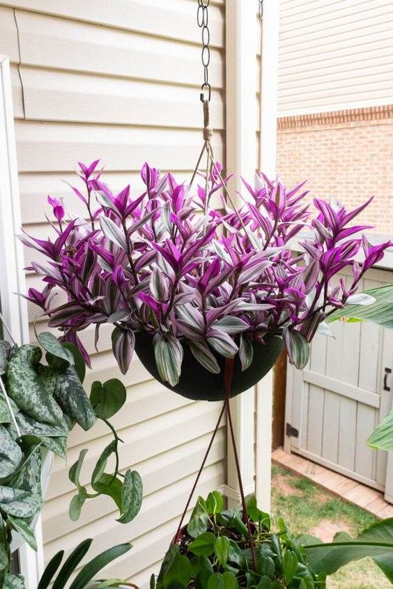15 Fastest Growing Houseplants That Will Transform Your Home In A ...