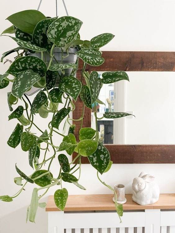 15 Fastest Growing Houseplants That Will Transform Your Home In A ...