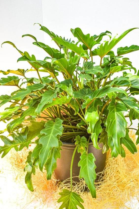 15 Fastest Growing Houseplants That Will Transform Your Home In A ...