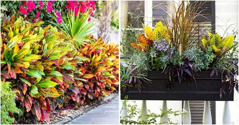 18 Eye-catching Landscaping Inspirations with Croton Plant – One ...