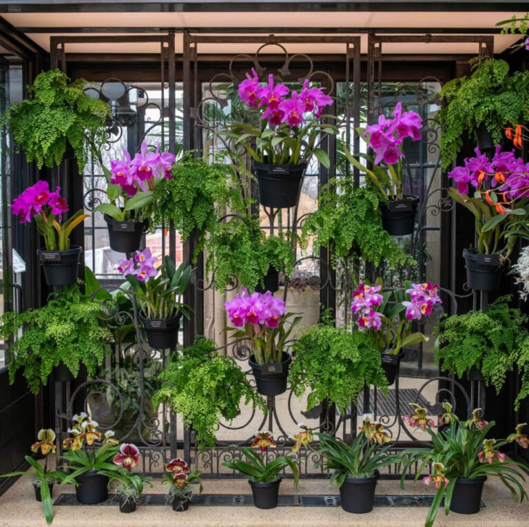 23 Gorgeous Orchid Display Ideas - ZuneTalk Green