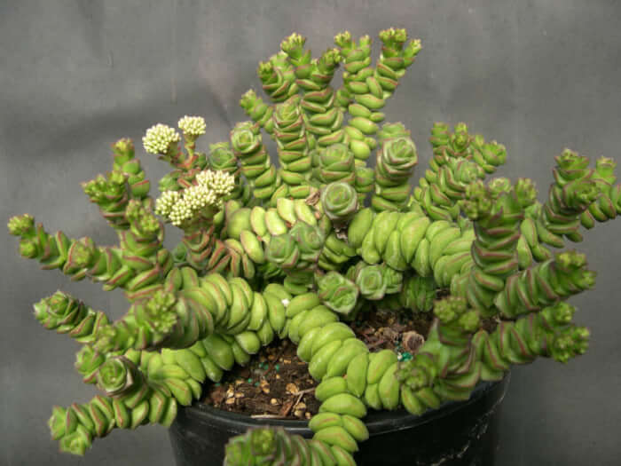 26 Houseplants Feature The Strangest Leaves - ZuneTalk Green