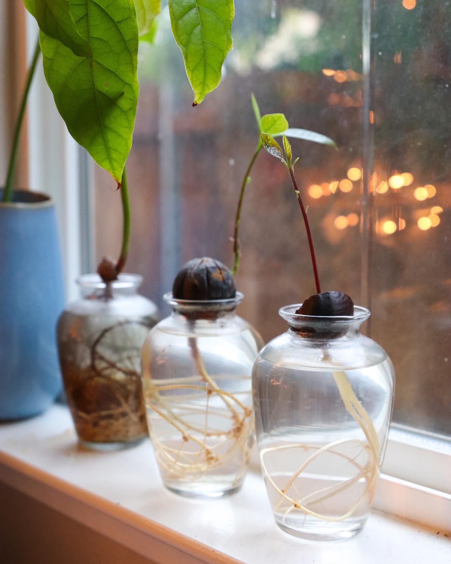 35 Best Window Garden And Landscape Ideas - ZuneTalk Green