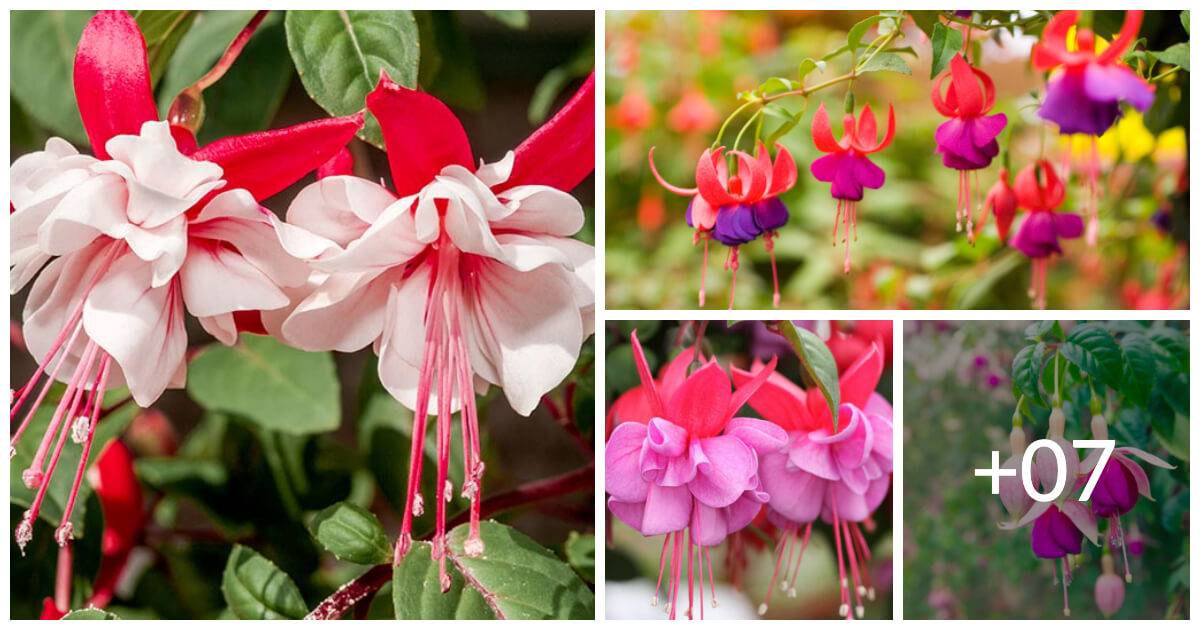 A Step-By-Step Guide On Growing Beautiful Fuchsia - ZuneTalk Green