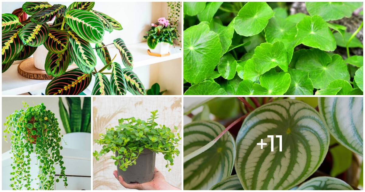 16 Houseplants With Unique Round Foliage - ZuneTalk Green