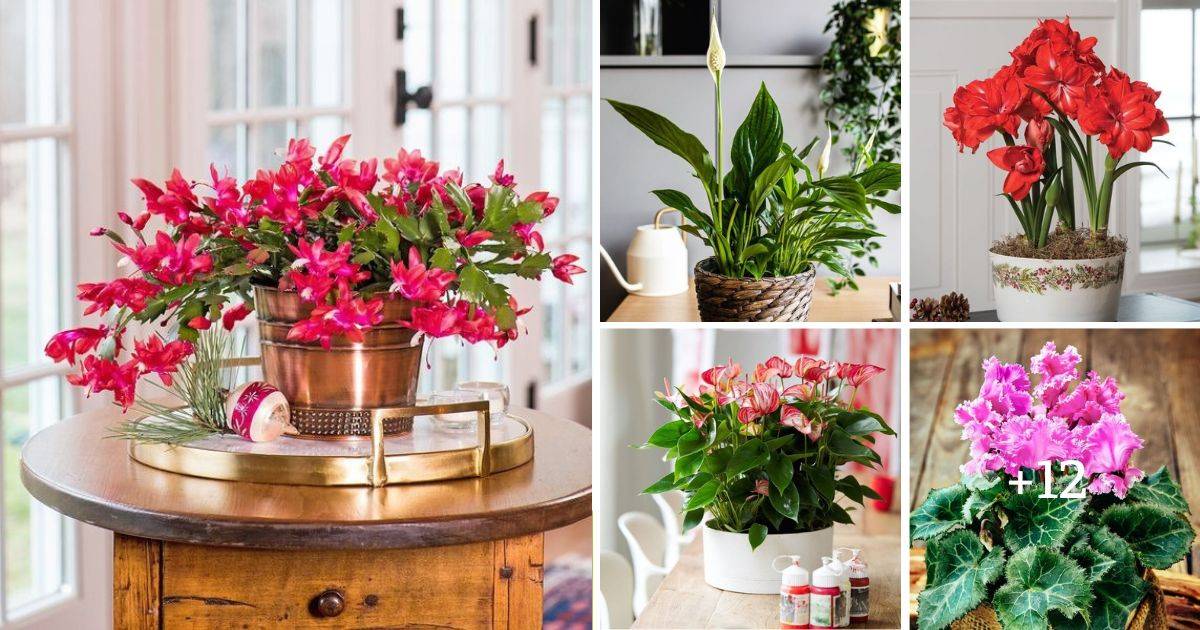 17 Indoor Houseplants That Bring Everlasting Flowering Delights ...
