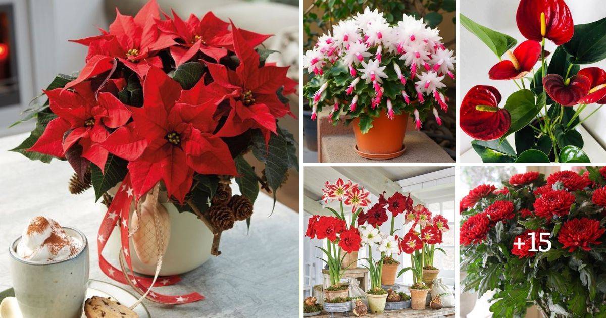 20 Christmas Flowers and Plants That Symbolize The Holiday Spirit ...