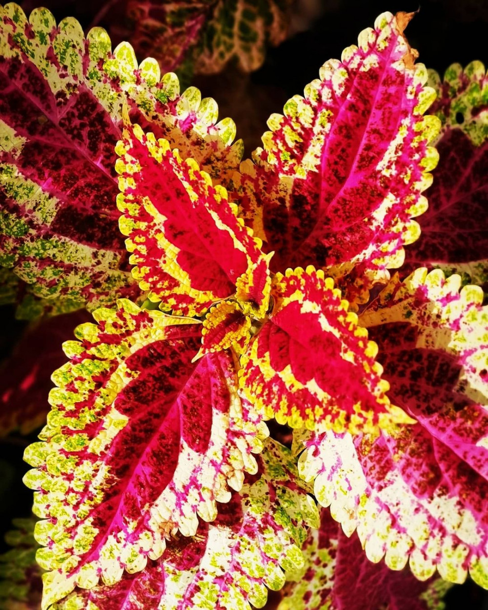 A Comprehensive Guide To Growing Colorful Coleus At Home – ZuneTalk Green