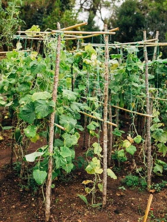 15 DIY Cucumber Trellis Ideas To Maximize Your Garden's Potential ...
