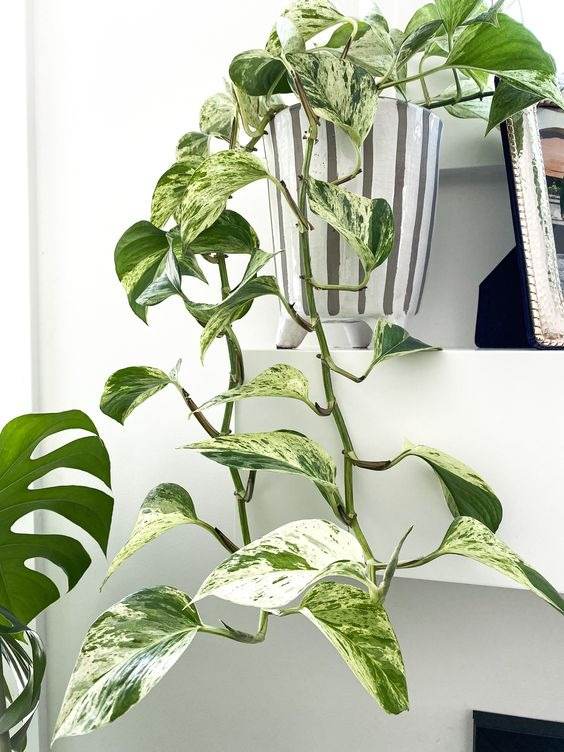 15 Striking Types Of Pothos Plants To Amp Up Your Collection - ZuneTalk ...