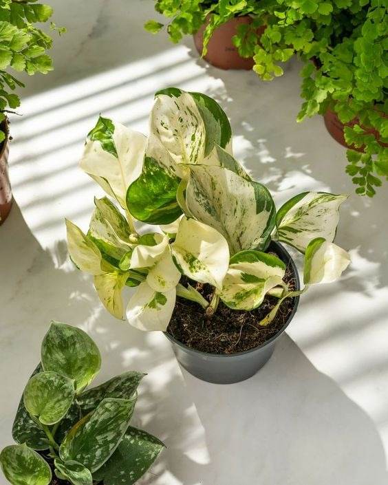 15 Striking Types Of Pothos Plants To Amp Up Your Collection - ZuneTalk ...