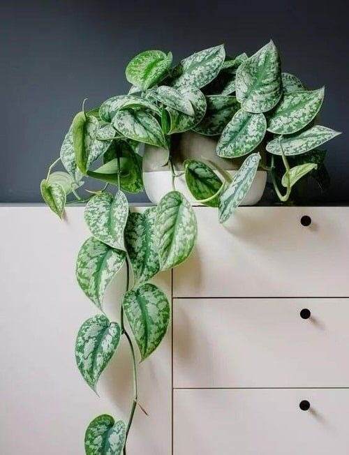 15 Striking Types Of Pothos Plants To Amp Up Your Collection - ZuneTalk ...