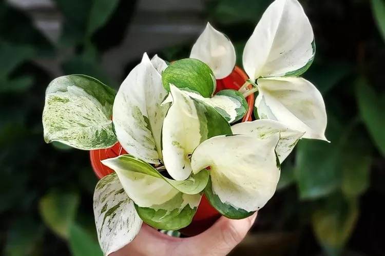 15 Striking Types Of Pothos Plants To Amp Up Your Collection - ZuneTalk ...