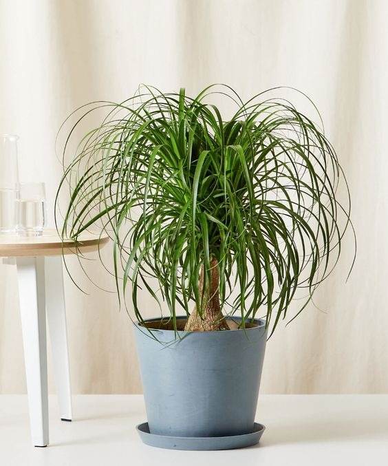 17 Tree Plants That Adore Low Light Conditions - ZuneTalk Green