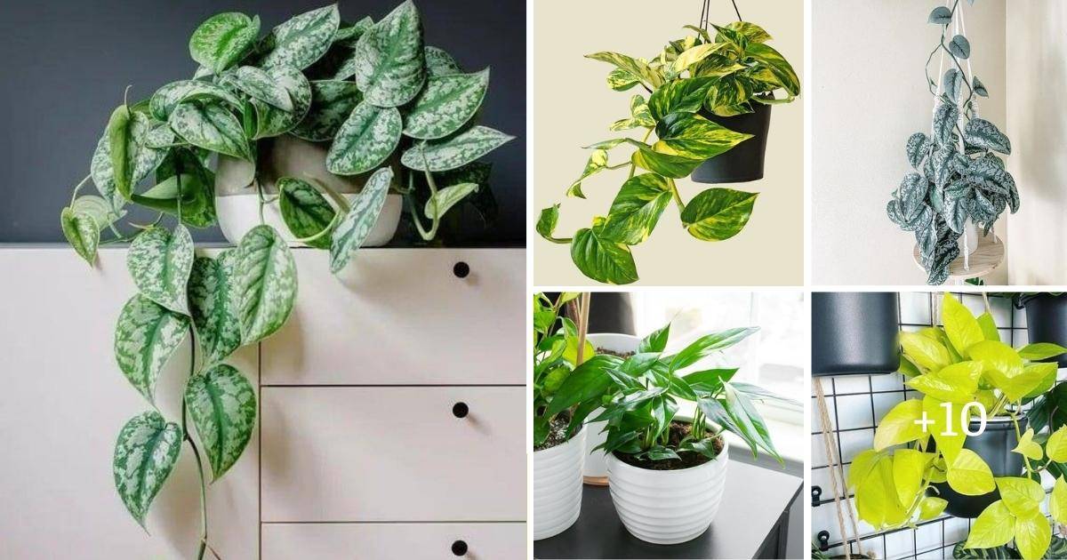 15 Striking Types Of Pothos Plants To Amp Up Your Collection - ZuneTalk ...